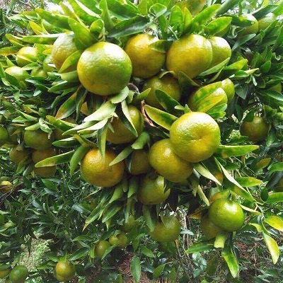 Muong Khuong Tangerine - A Sweet Fruit In The Border Highlands - Sapa ...