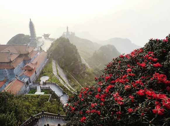 Beauty Of Azalea Flower In SaPa – Sapa