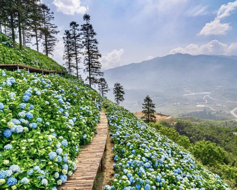 Top Most Beautiful Flowers In SaPa In Summer – Sapa