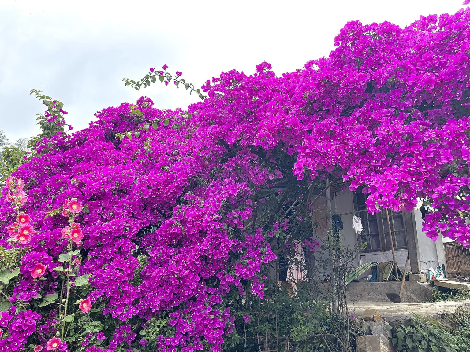 Top Most Beautiful Flowers In SaPa In Summer – Sapa